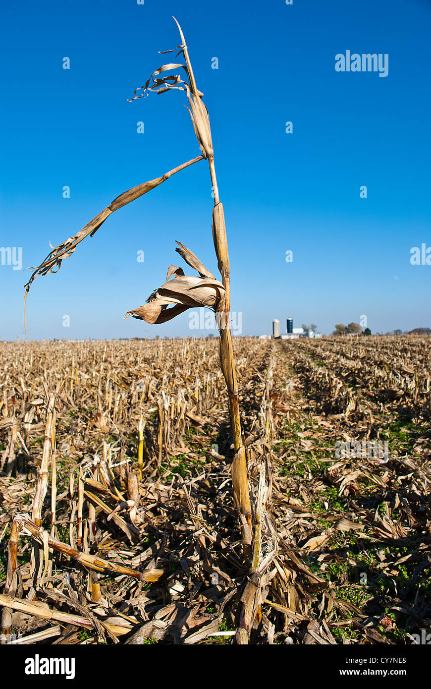 Windblown, solitary corn stalk in harvested field Stock Photo - Alamy