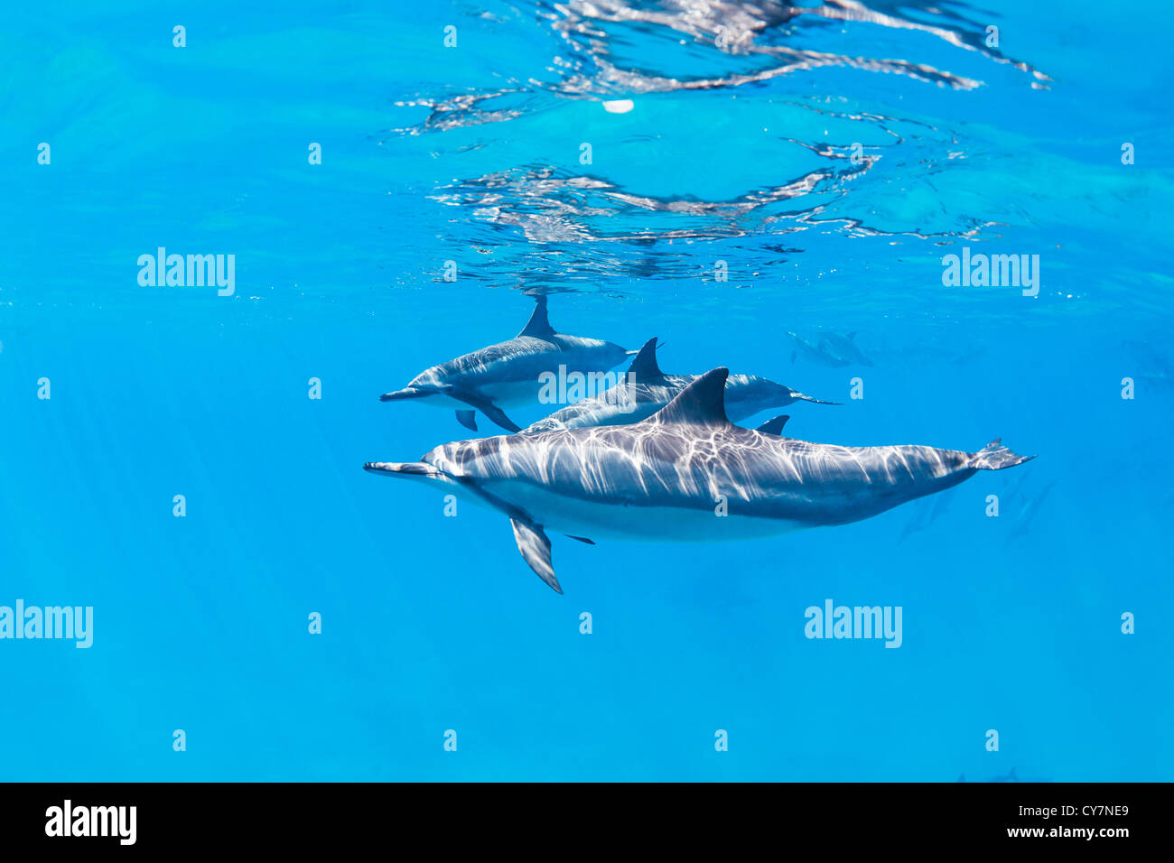 Dolphins Swimming in the Ocean, Amazing Underwater View Stock Photo - Alamy