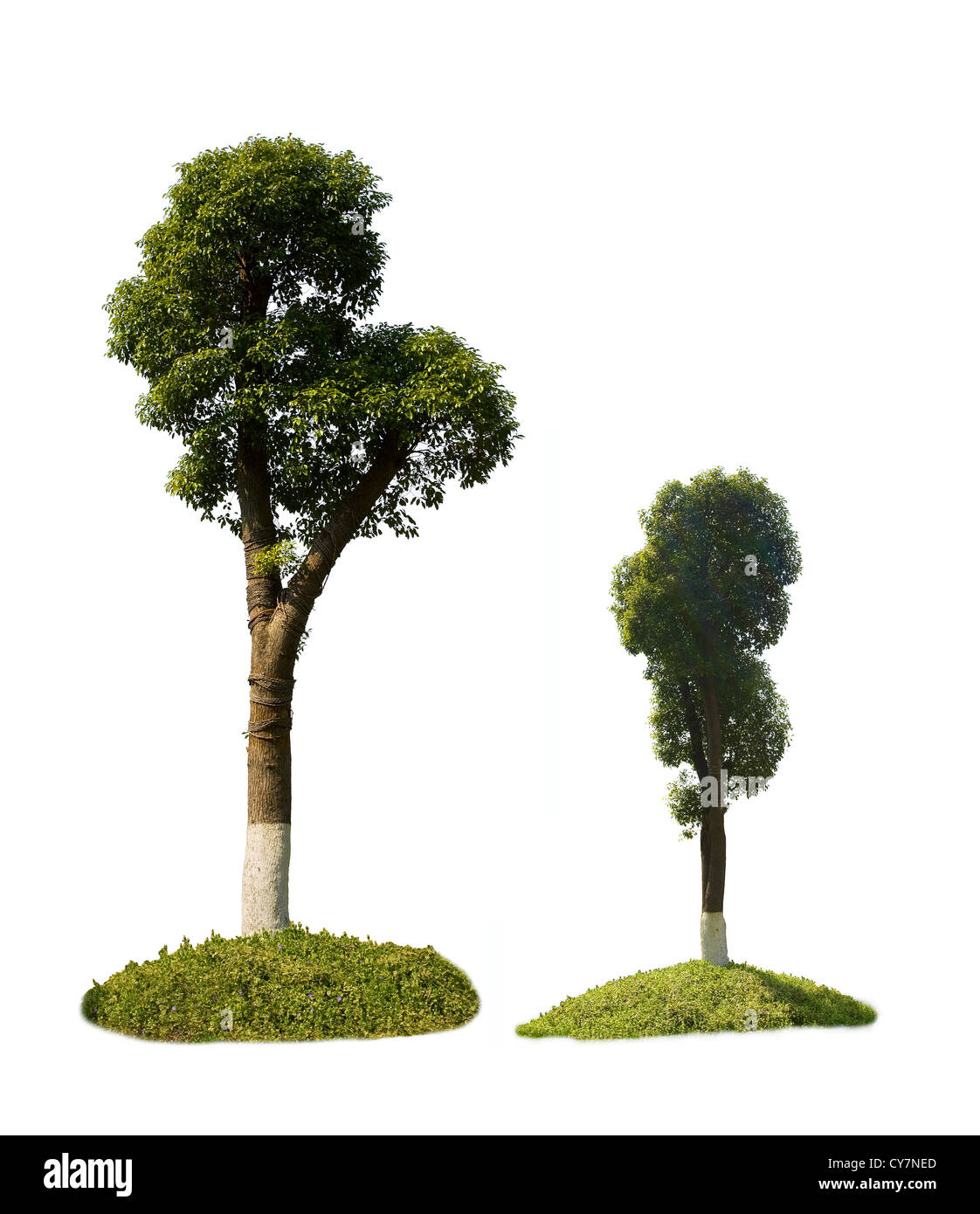 Green trees Cut Out Stock Images & Pictures - Alamy