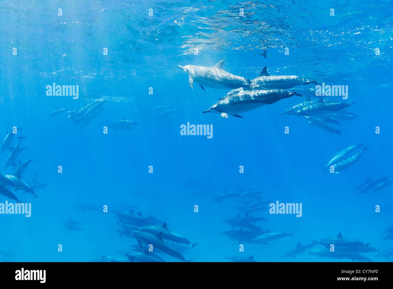 Dolphins Swimming in the Ocean, Amazing Underwater View Stock Photo - Alamy