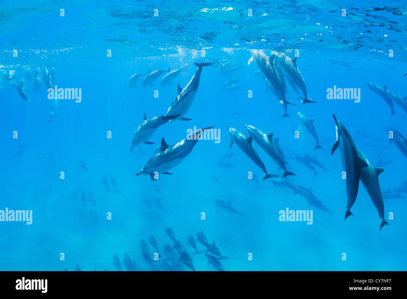 Dolphins Swimming in the Ocean, Amazing Underwater View Stock Photo - Alamy