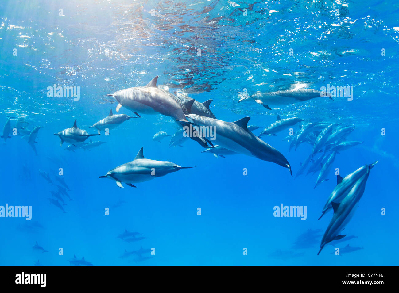 Dolphins Swimming in the Ocean, Amazing Underwater View Stock Photo - Alamy