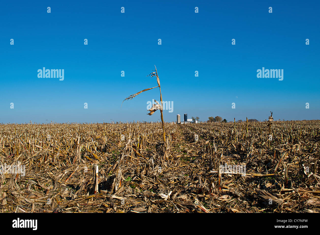 Single corn stalk stands in a harvested field, barn and silos in ...