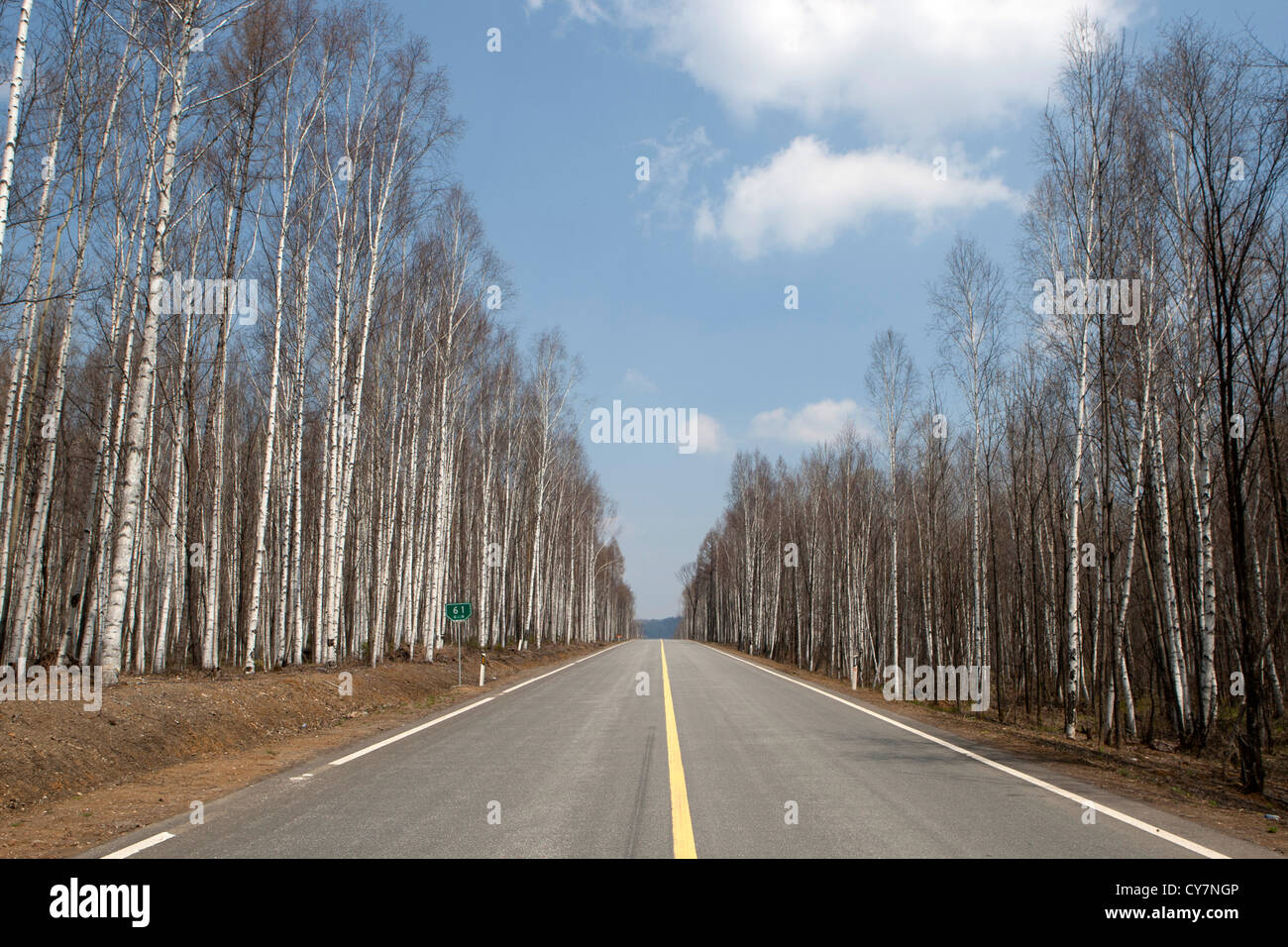 Highway with silver birch tree Stock Photo - Alamy