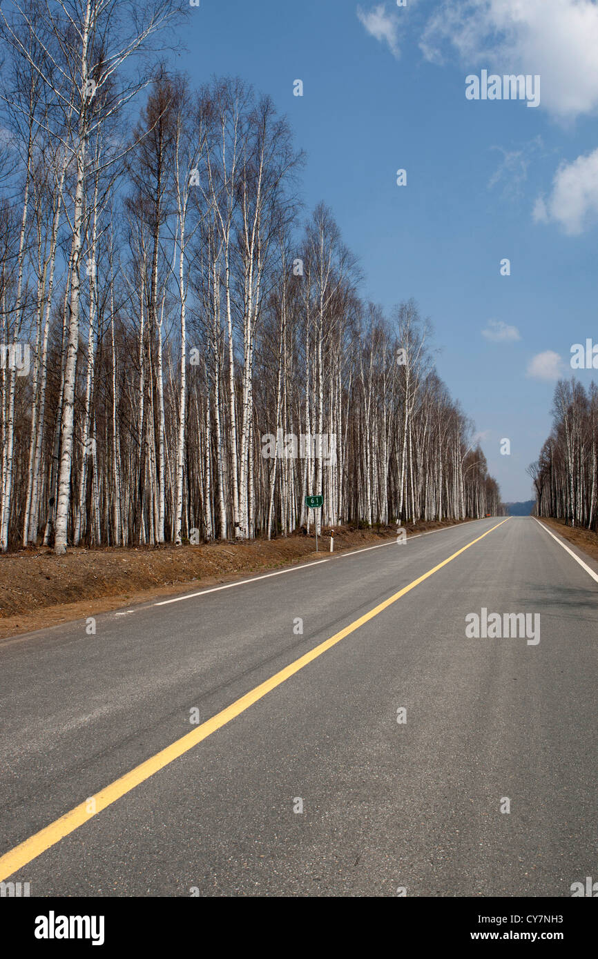 Highway with silver birch tree Stock Photo - Alamy