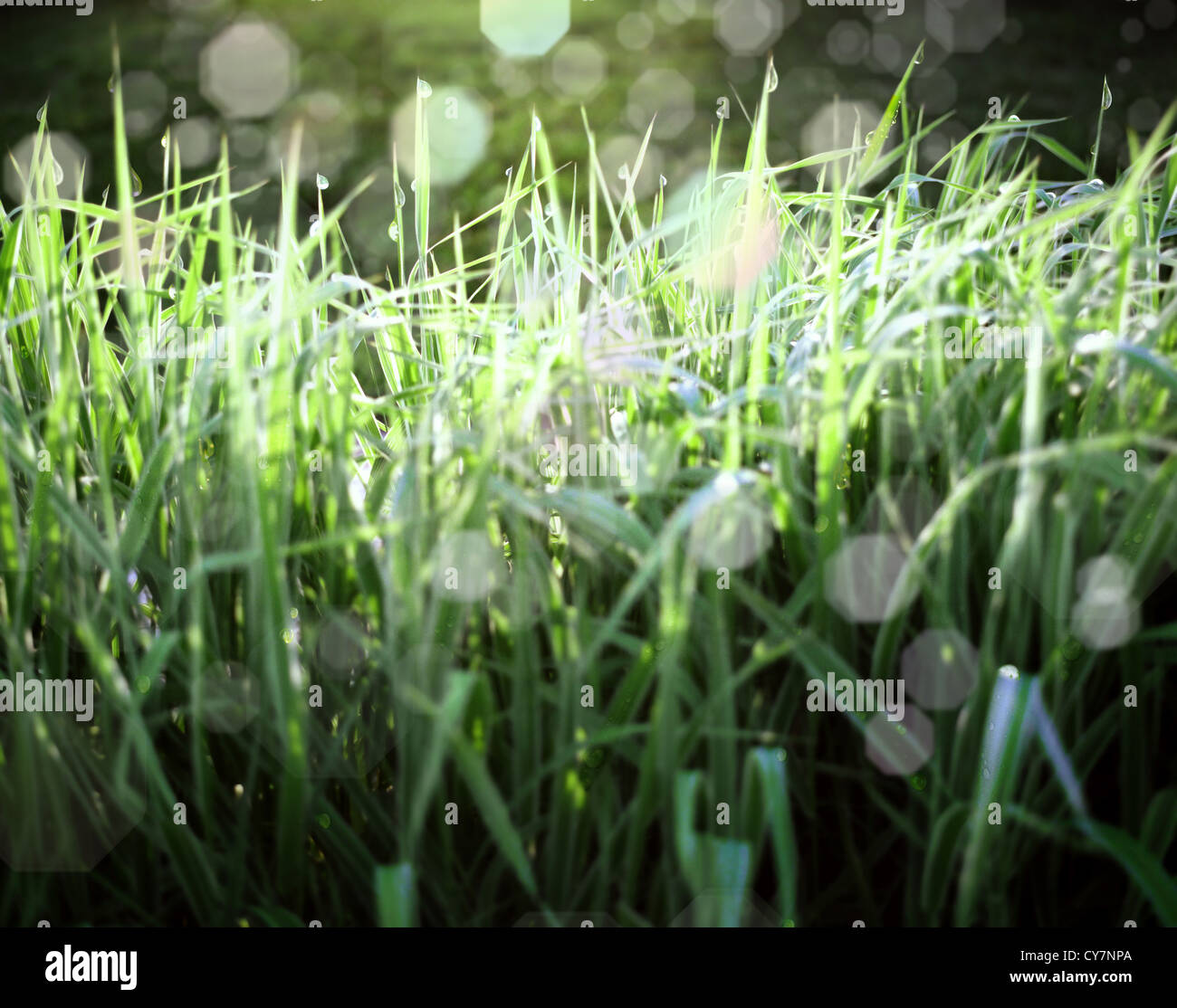 Grass and the droplets Stock Photo - Alamy