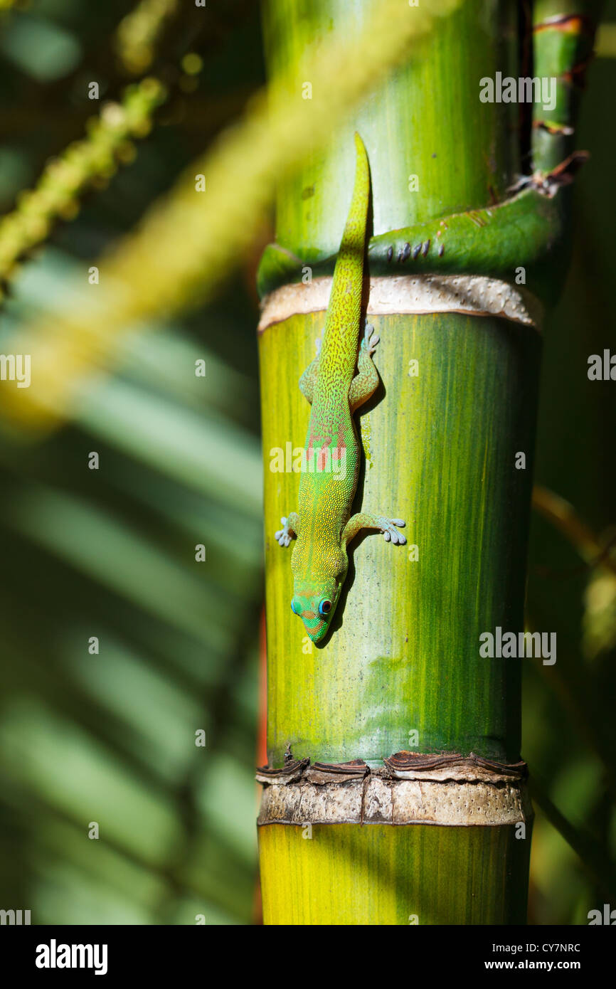 Exotic Green Lizard, Vibrant Colors Stock Photo - Alamy