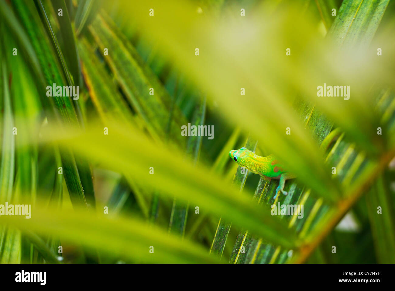 Exotic Green Tropical Lizard Hiding in Lush Fern Stock Photo - Alamy