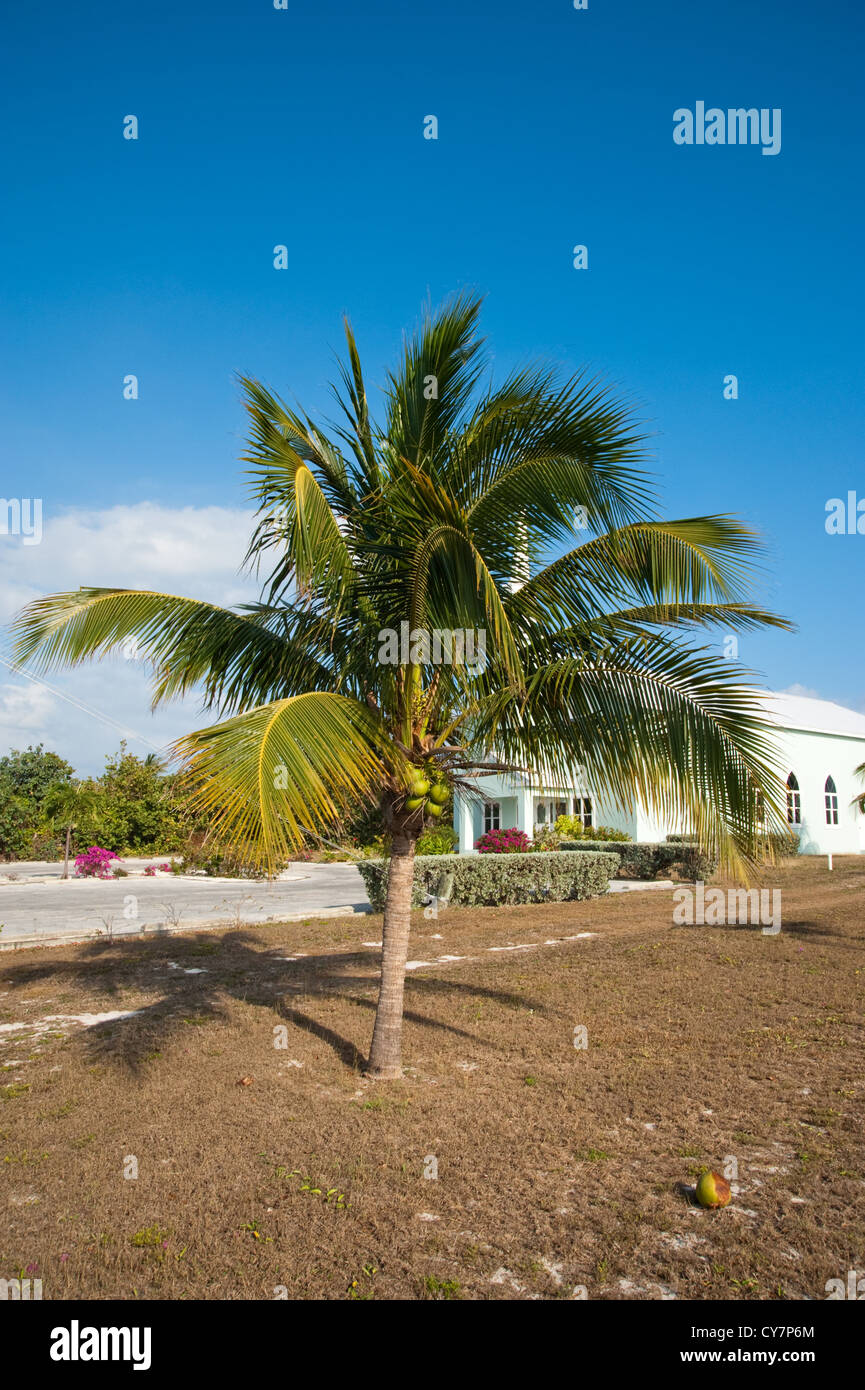Palm tree on Little Cayman Stock Photo - Alamy