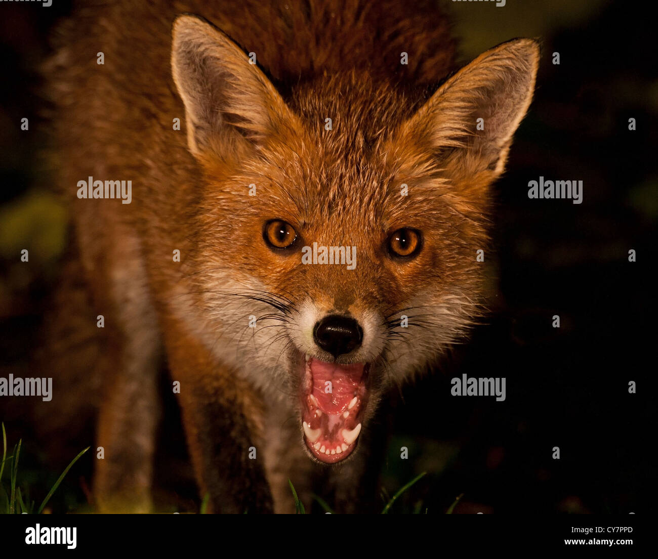 Fox at night leaves hi-res stock photography and images - Alamy