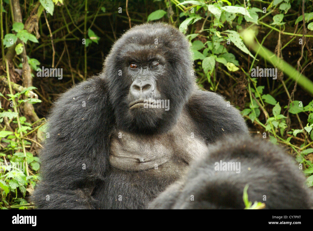 Rwanda, Volcanoes National Park (Parc National des Volcans) Gorilla ...