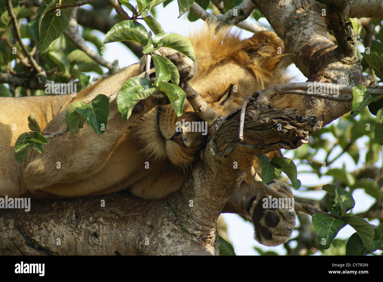 Uganda lions hi-res stock photography and images - Alamy