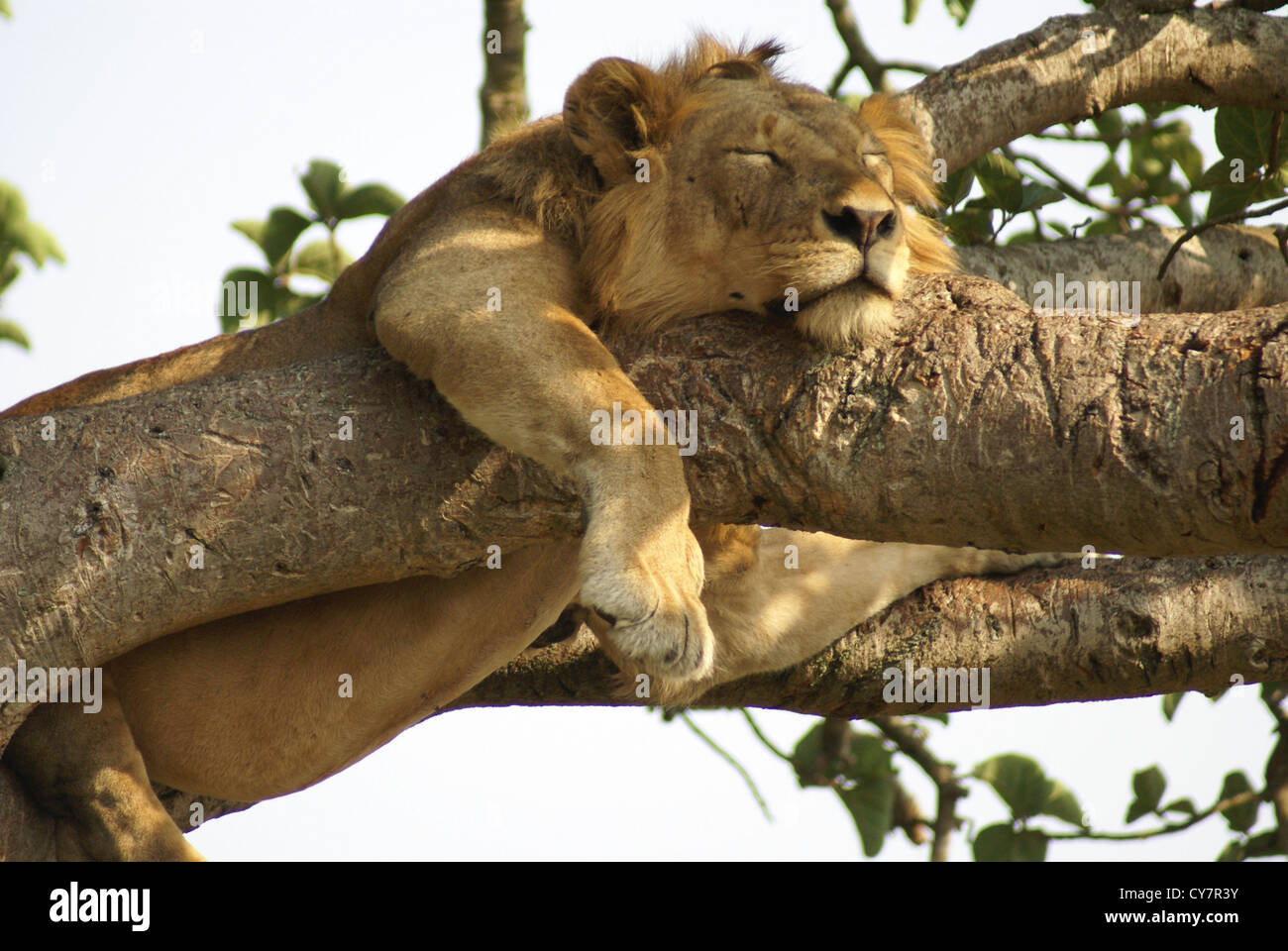 Lion sleeping hi-res stock photography and images - Alamy