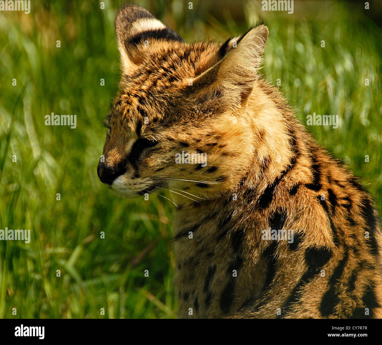 Serval cat hi-res stock photography and images - Alamy