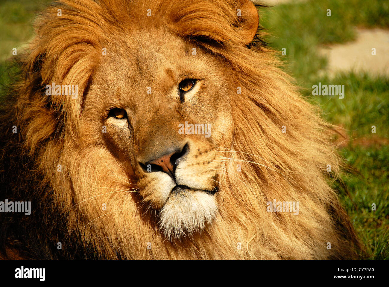 Transvaal lion hi-res stock photography and images - Alamy