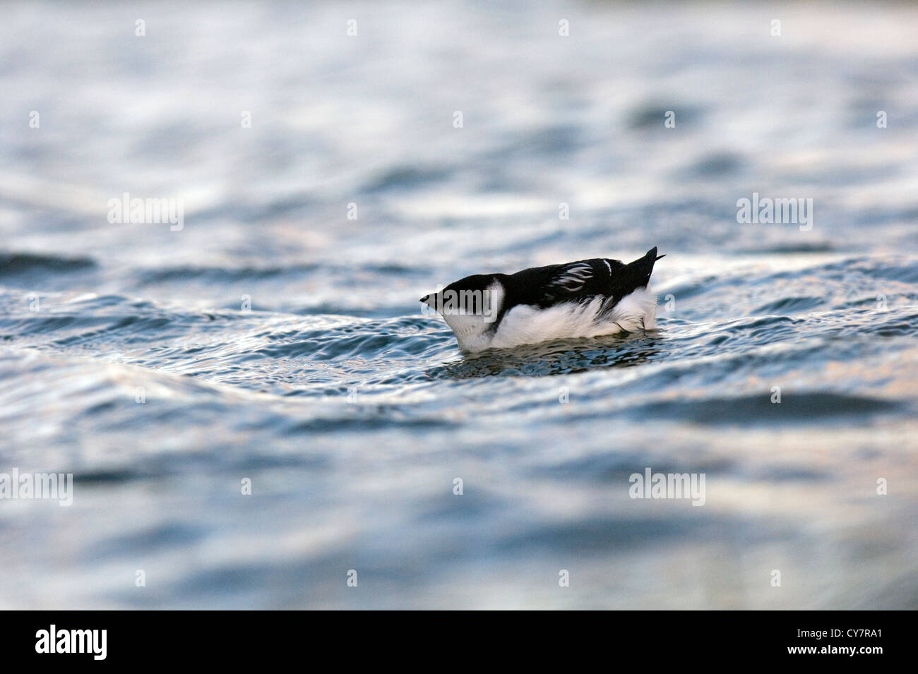 Little auk (Alle alle Stock Photo - Alamy