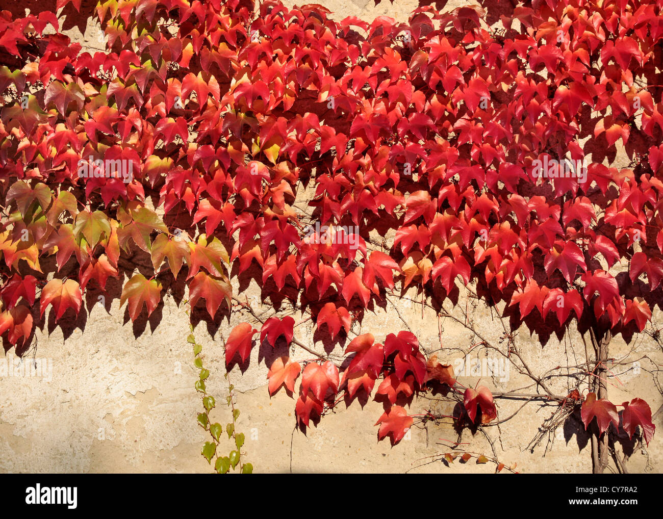 Vine leaves hi-res stock photography and images - Alamy