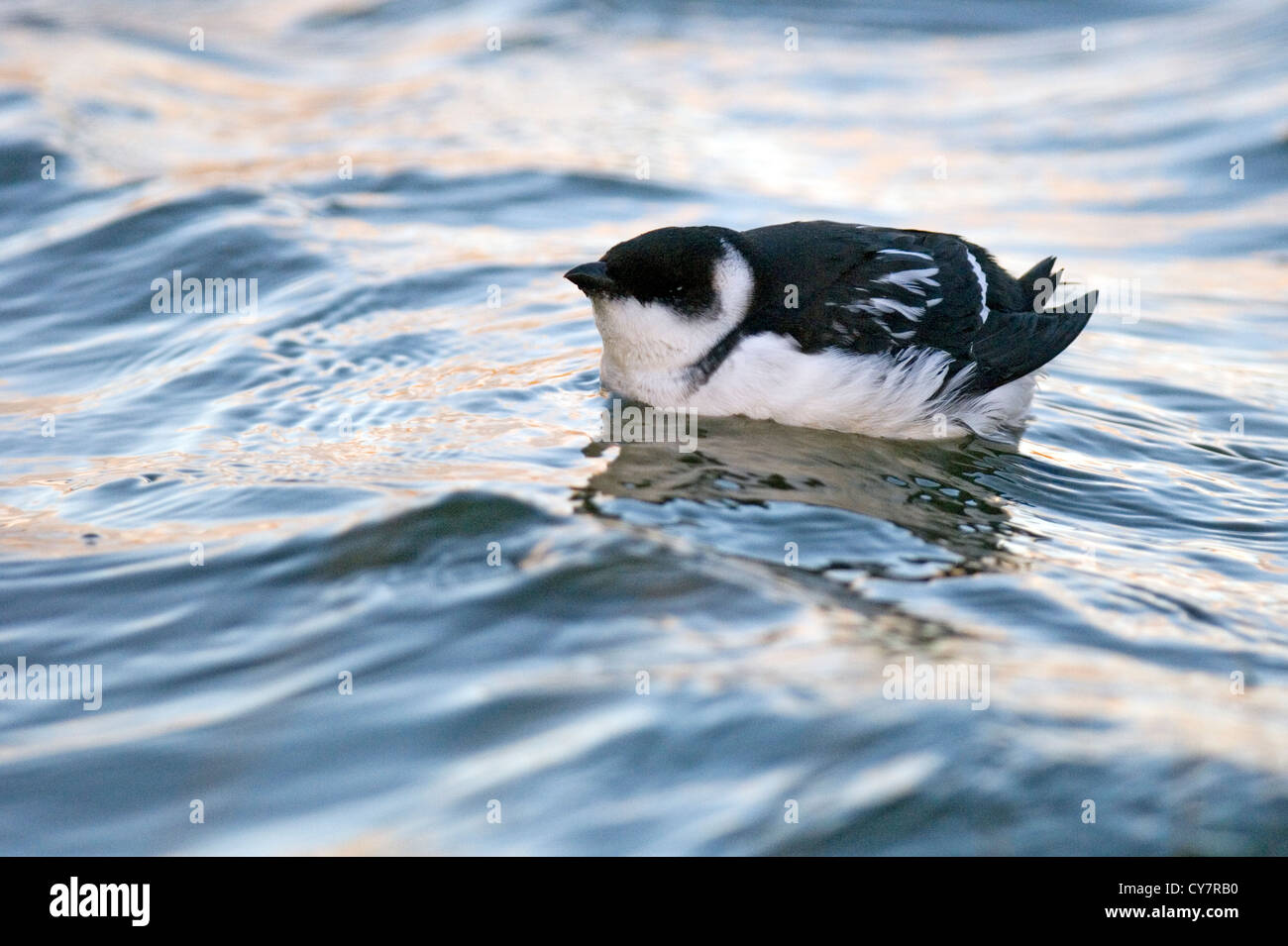 Little auk (Alle alle Stock Photo - Alamy