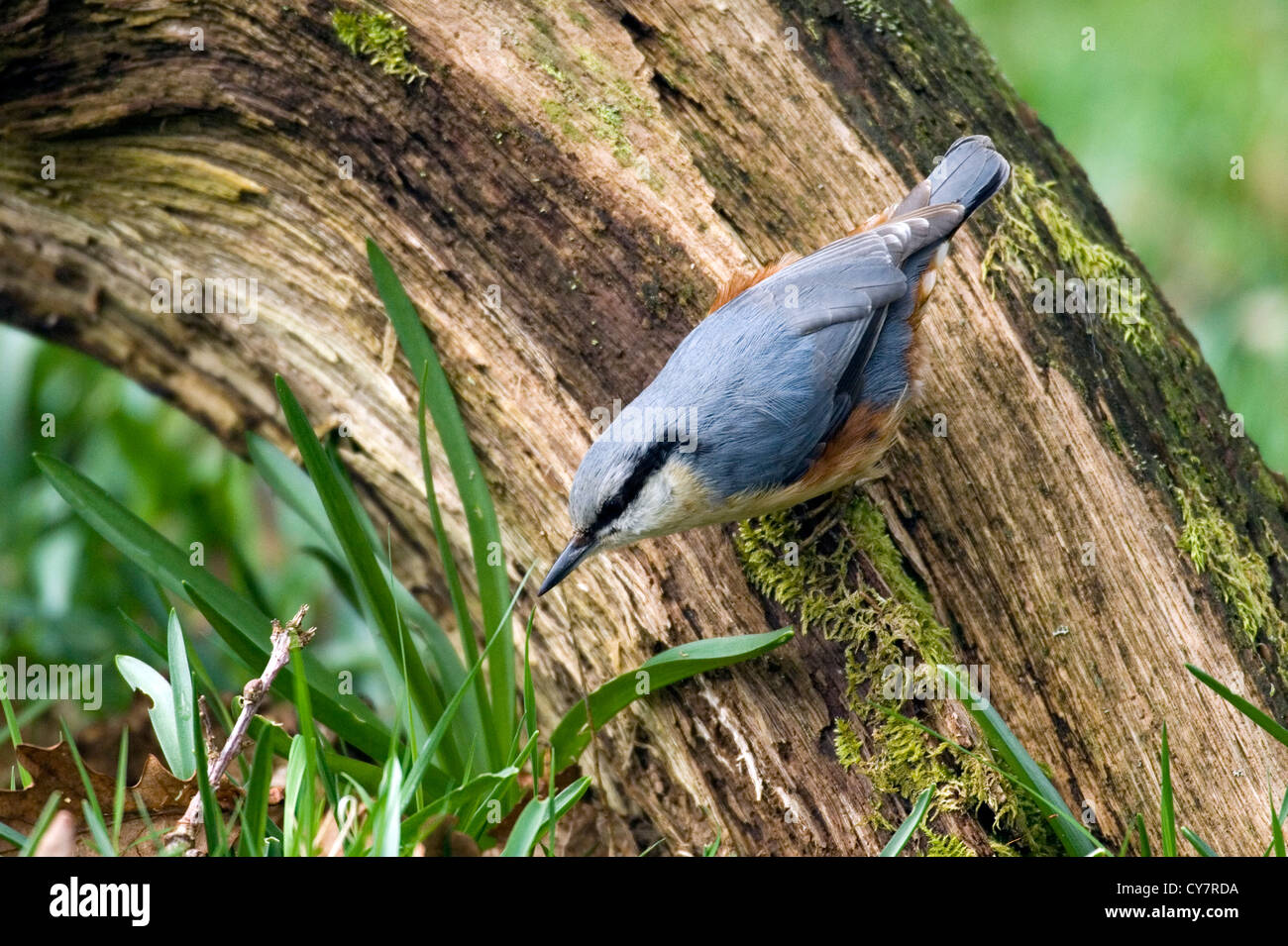 Eurasian nuthatch (Sitta europaea Stock Photo - Alamy