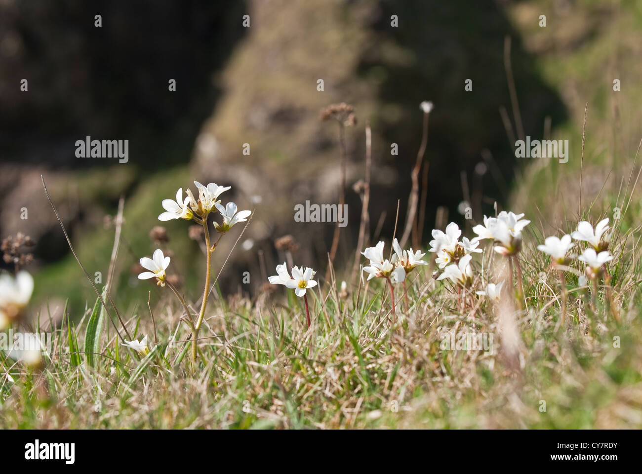 Coastal wild flowers on clifftop. Grampina, Scotland Stock Photo - Alamy