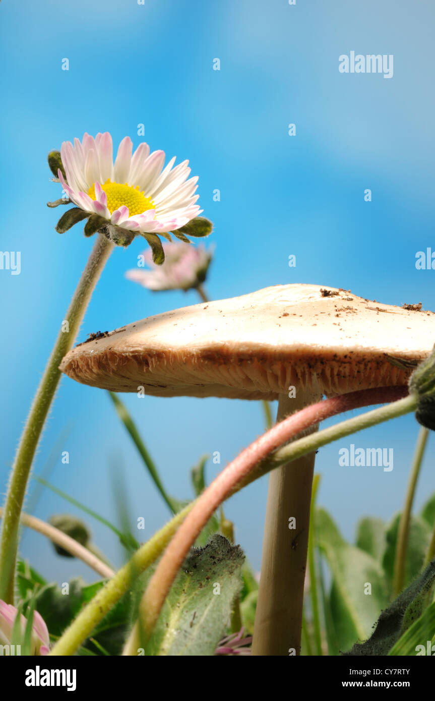 flower and mushroom Stock Photo - Alamy