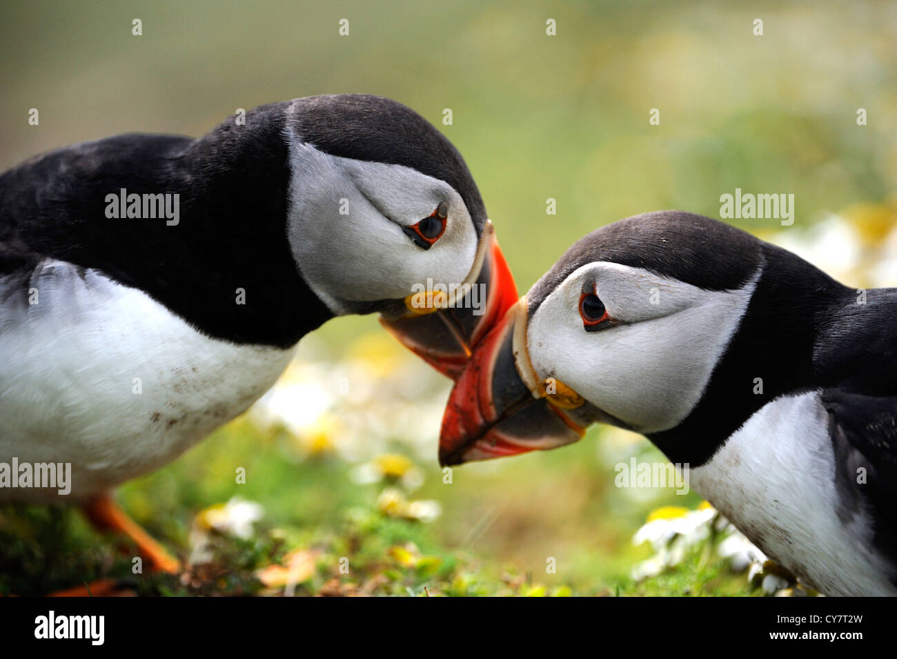 Welsh puffin hi-res stock photography and images - Alamy