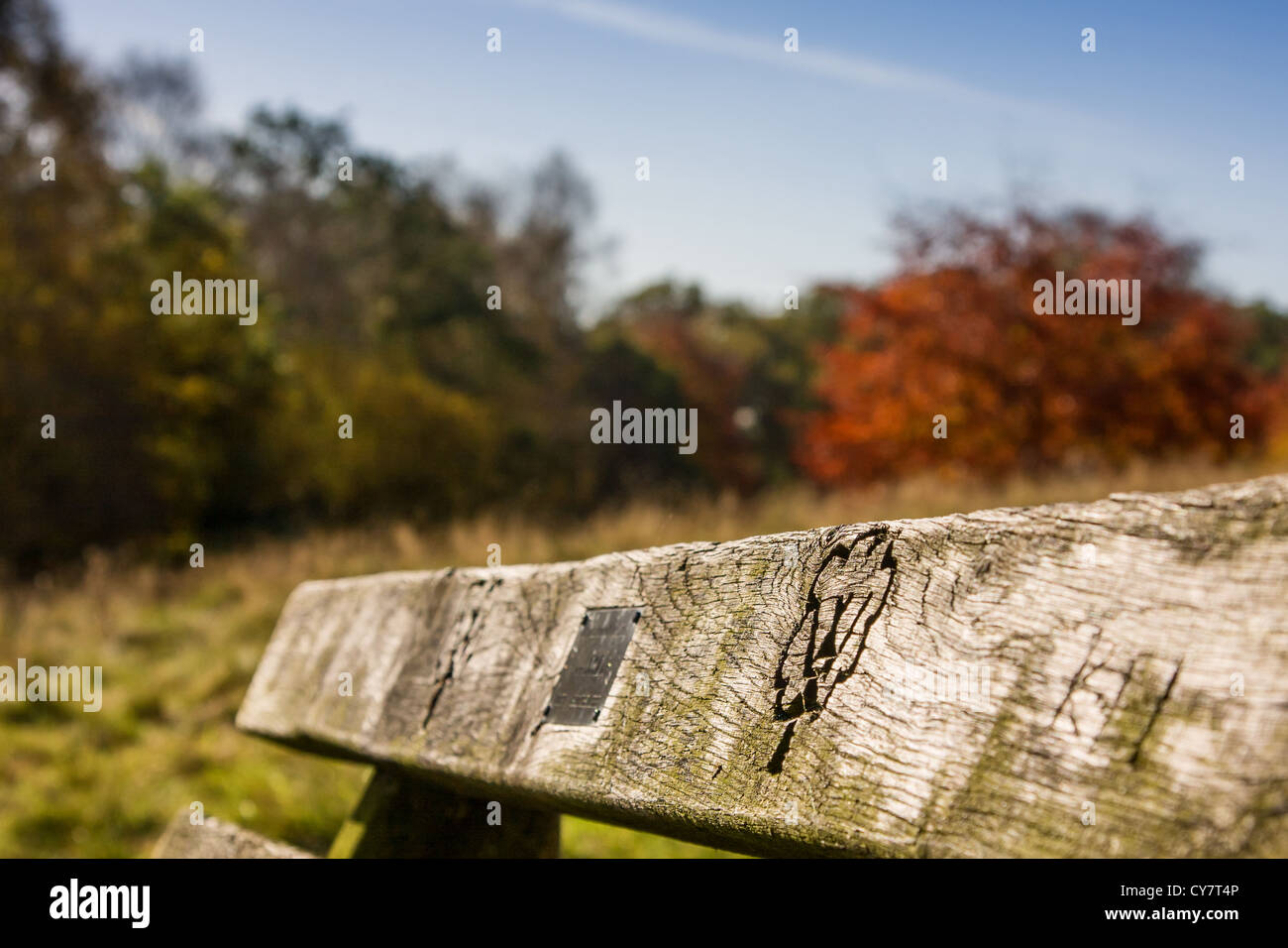 Elm tree english hi-res stock photography and images - Alamy