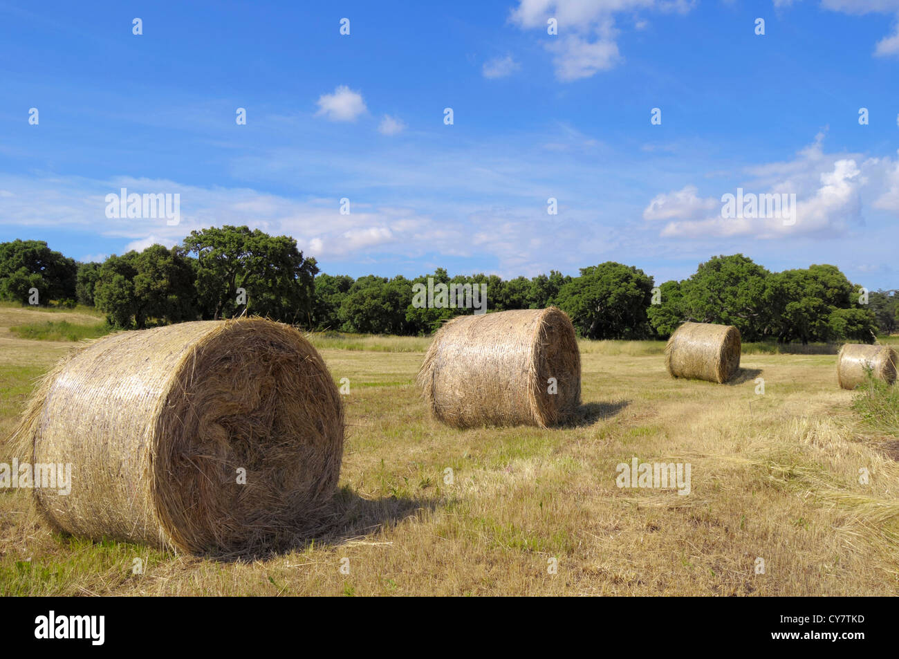 Freshly cut field with hay bails Stock Photo - Alamy