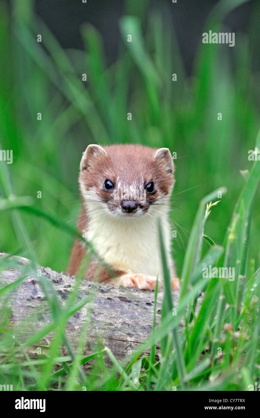 Stoat hi-res stock photography and images - Alamy