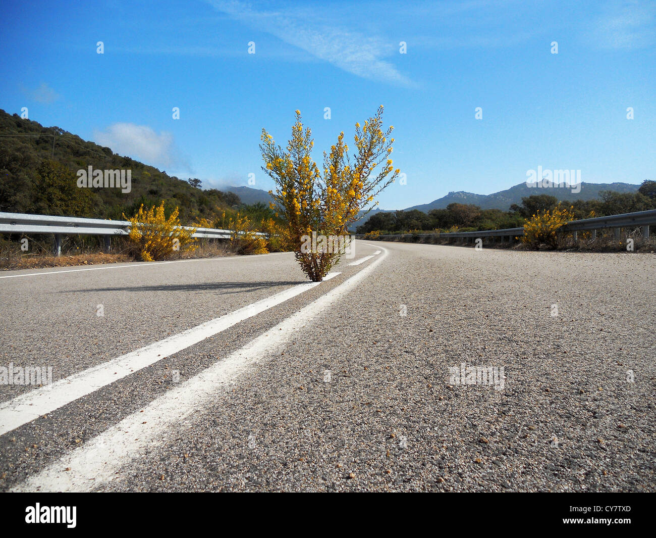Mountain road with plant Stock Photo - Alamy
