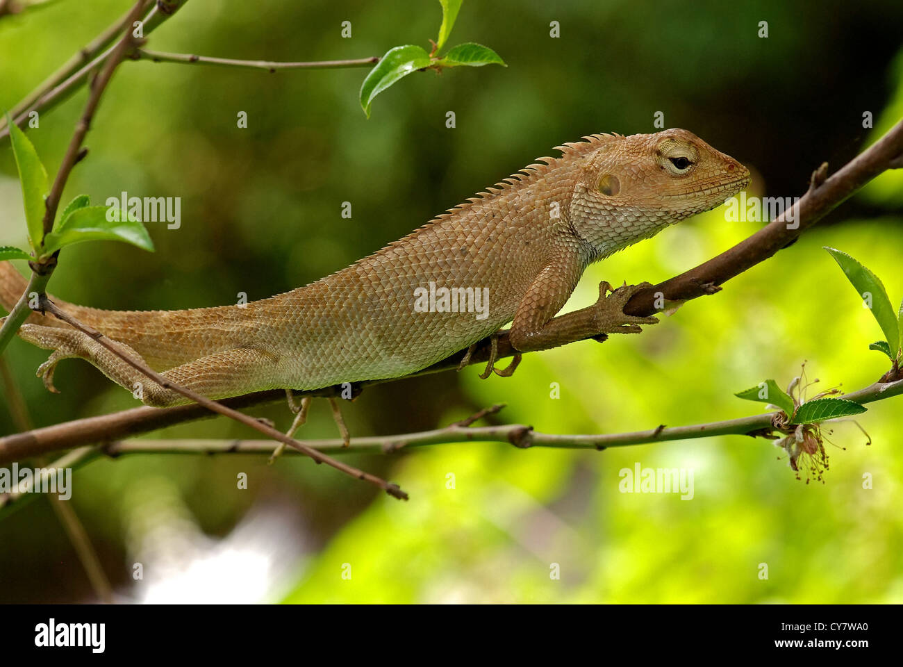 a small brown monitor lizard in the parks Stock Photo - Alamy