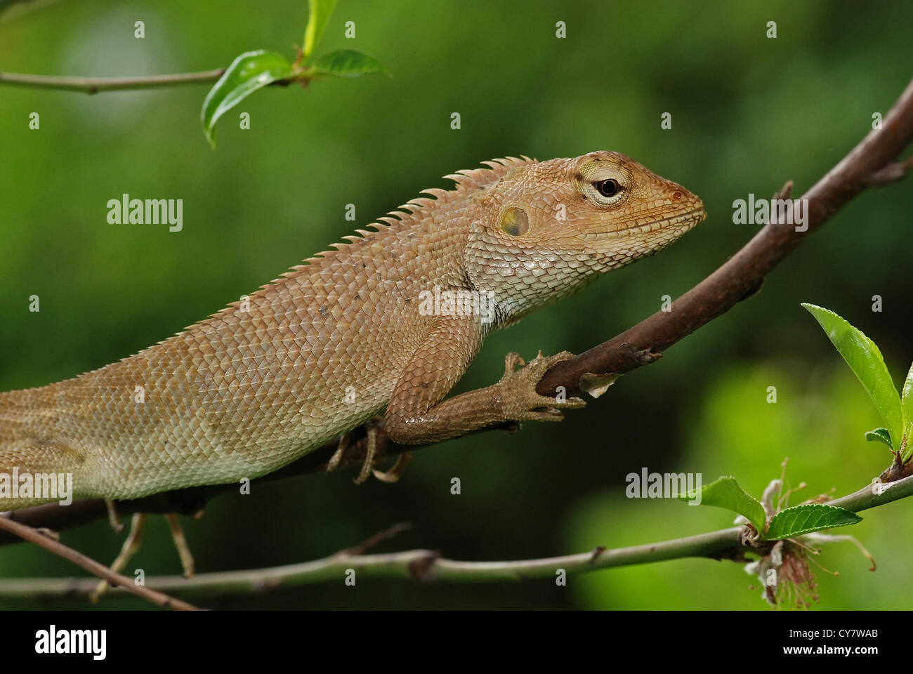 brown lizard in the gardens Stock Photo - Alamy