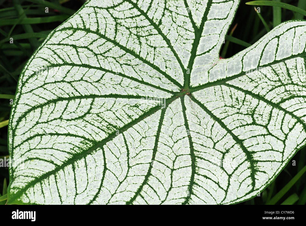 white leaf in the gardens Stock Photo - Alamy
