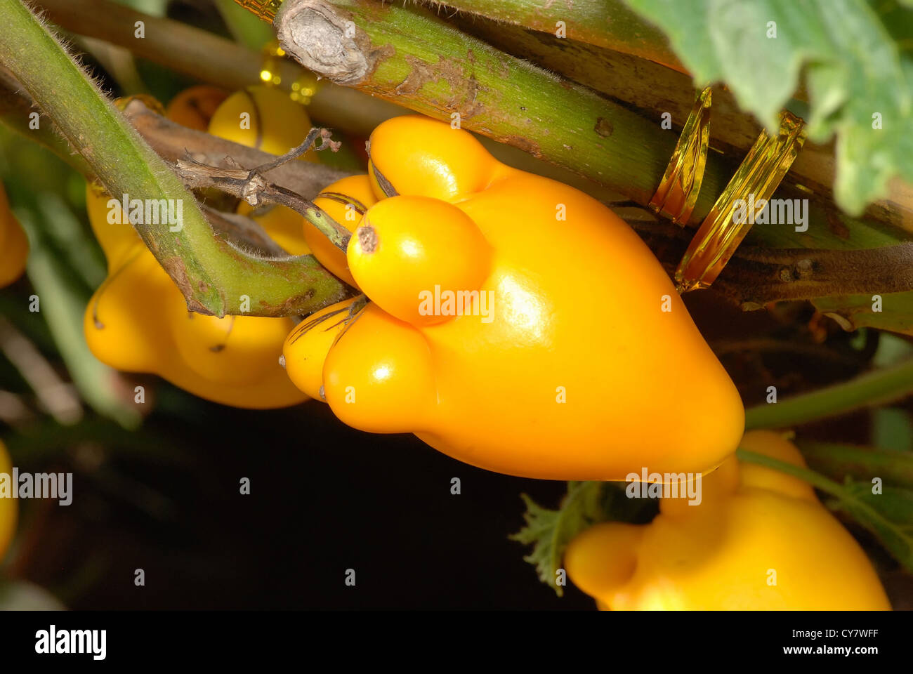 Sechium edule hi-res stock photography and images - Alamy