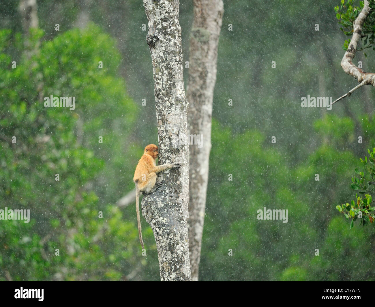 Baby proboscis monkey nasalis hi-res stock photography and images - Alamy