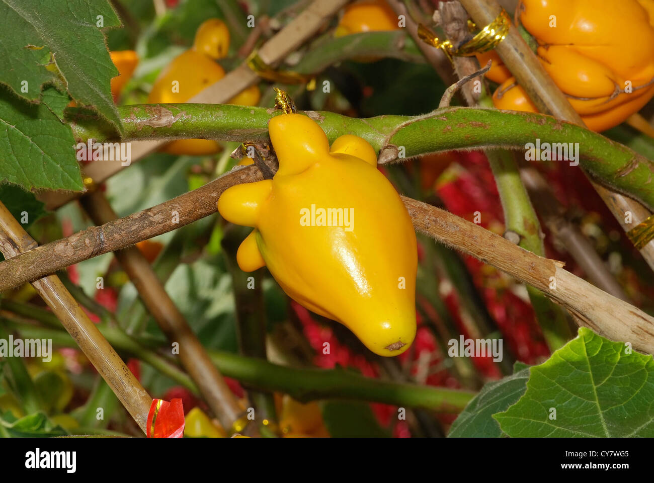 sechium edule in the gardens Stock Photo - Alamy