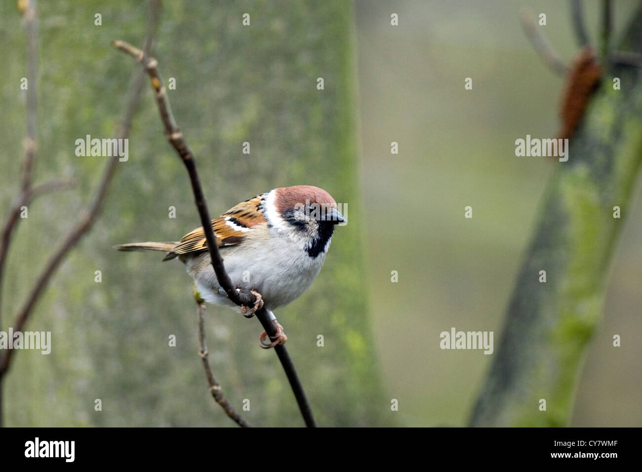 Passer montanus bird hi-res stock photography and images - Alamy