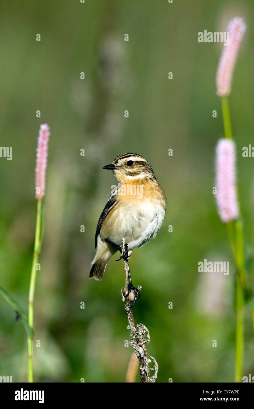 Whinchat (Saxicola rubetra) female Stock Photo - Alamy