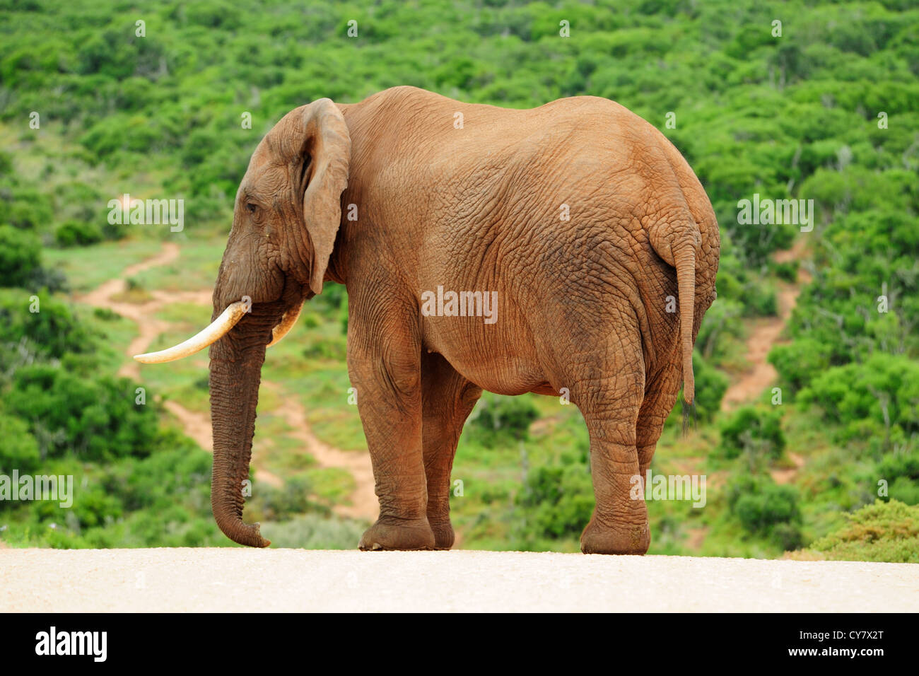 African elephant in Addo Elephant National Park, Eastern Cape, South ...