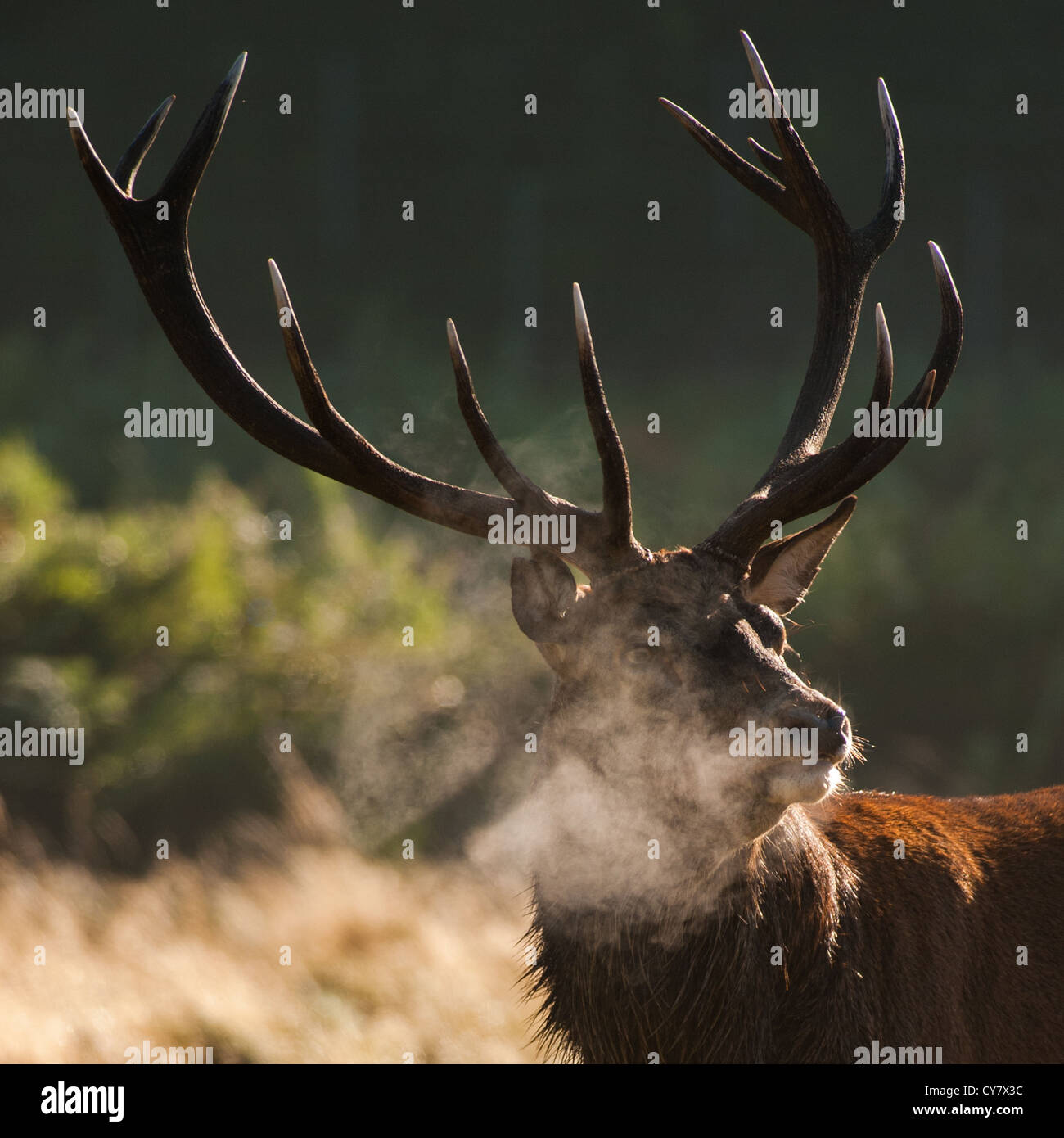 Stag in Richmond Park, London Stock Photo - Alamy