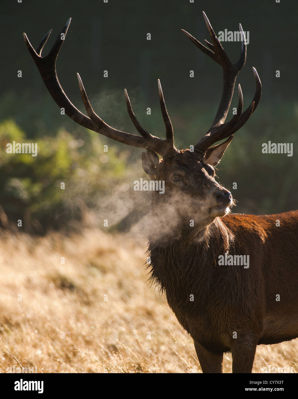 Cold early morning stag, Richmond Park Stock Photo - Alamy