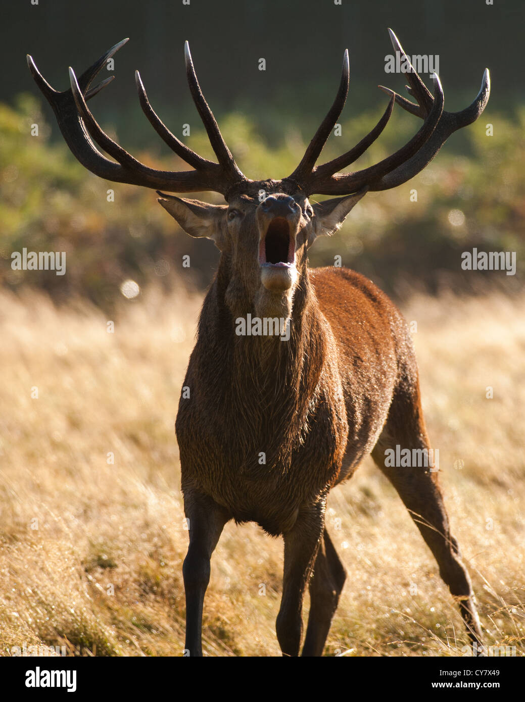 Annual rut season hi-res stock photography and images - Alamy