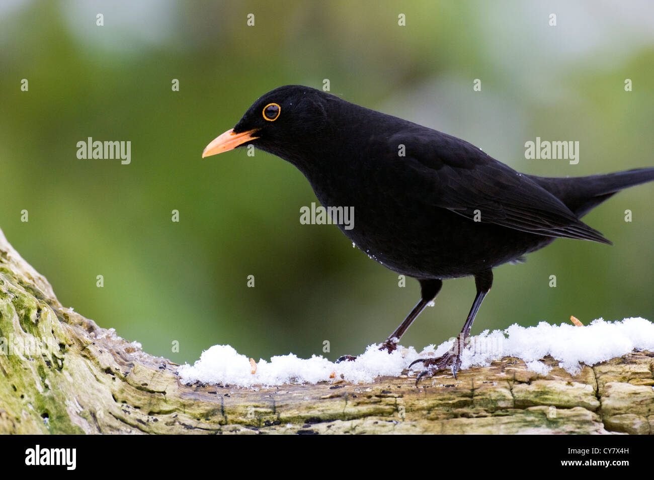 Blackbird (Turdus merula Stock Photo - Alamy