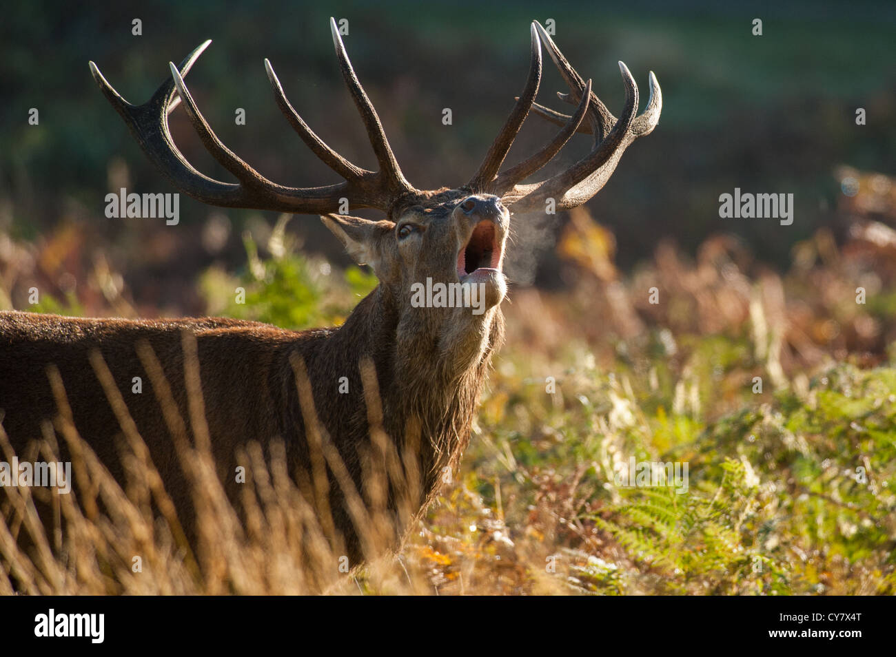 Sound stag hi-res stock photography and images - Alamy
