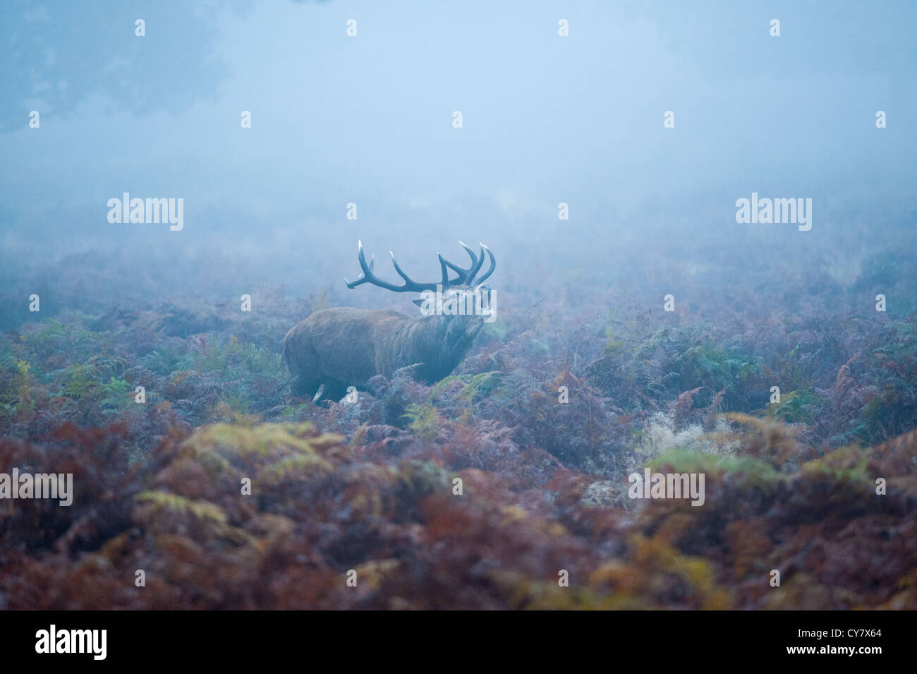 Bellowing stag at dawn, Richmond Park Stock Photo - Alamy