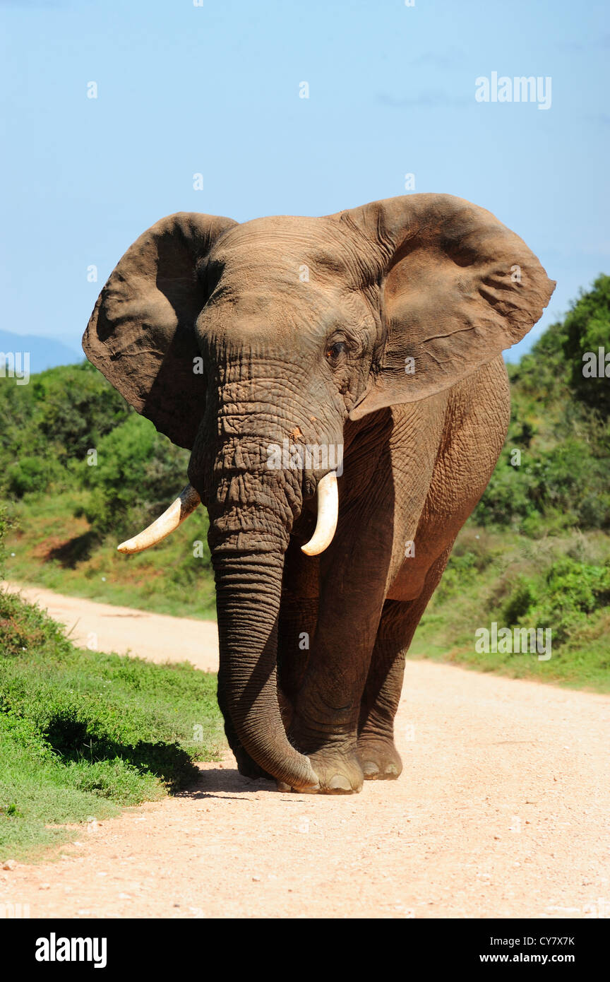 Elephant bull south africa hi-res stock photography and images - Alamy