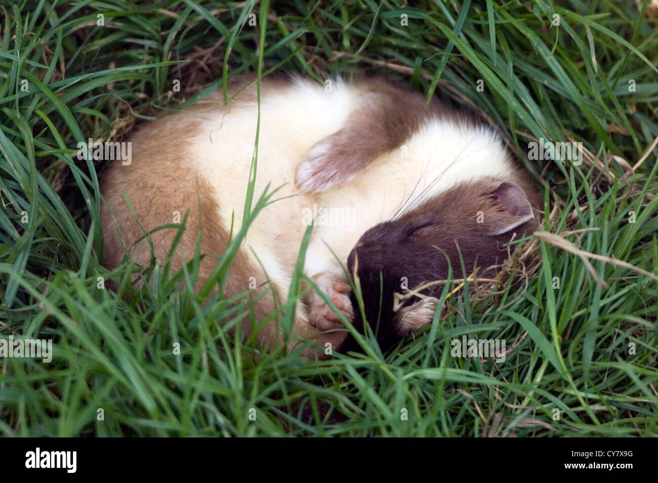Stoat land hi-res stock photography and images - Alamy