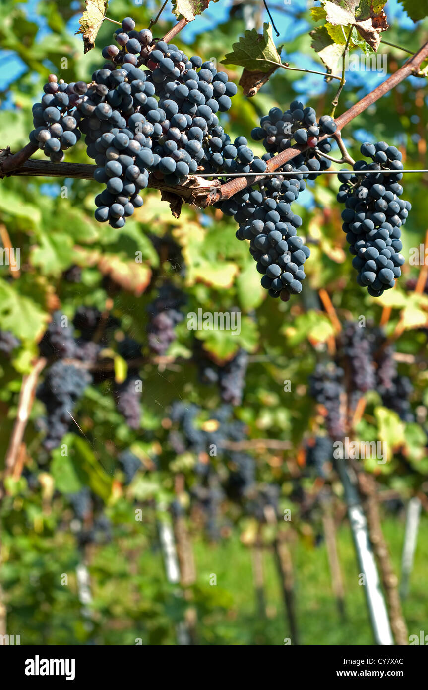 Red bunch of grape in the vineyard before the harvest Stock Photo - Alamy