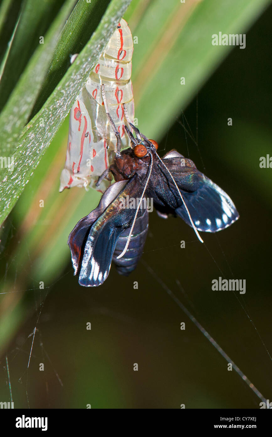 A Common Palmfly hatching Stock Photo - Alamy