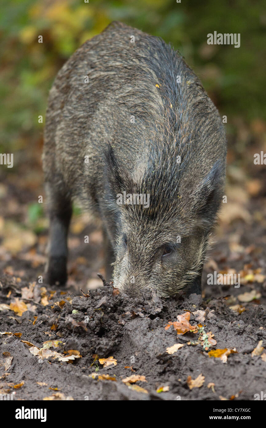 Rooting boar High Resolution Stock Photography and Images - Alamy